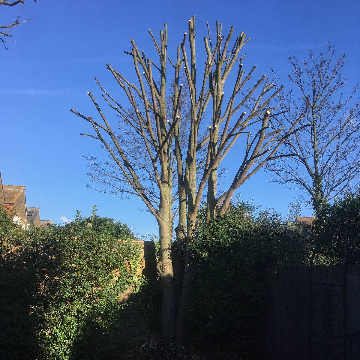 Pollarding Tree Surgery Services in West London | Twynam and Woods Tree ...
